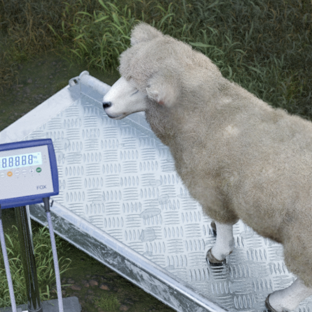 Livestock Weighing System | Load Bars & Indicators for Farms